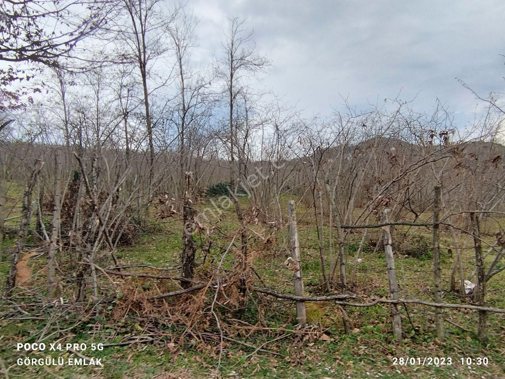Emlakçıdan Samsun Terme Mescitli Mahallesi Satılık Tarla 755,000 TL ...