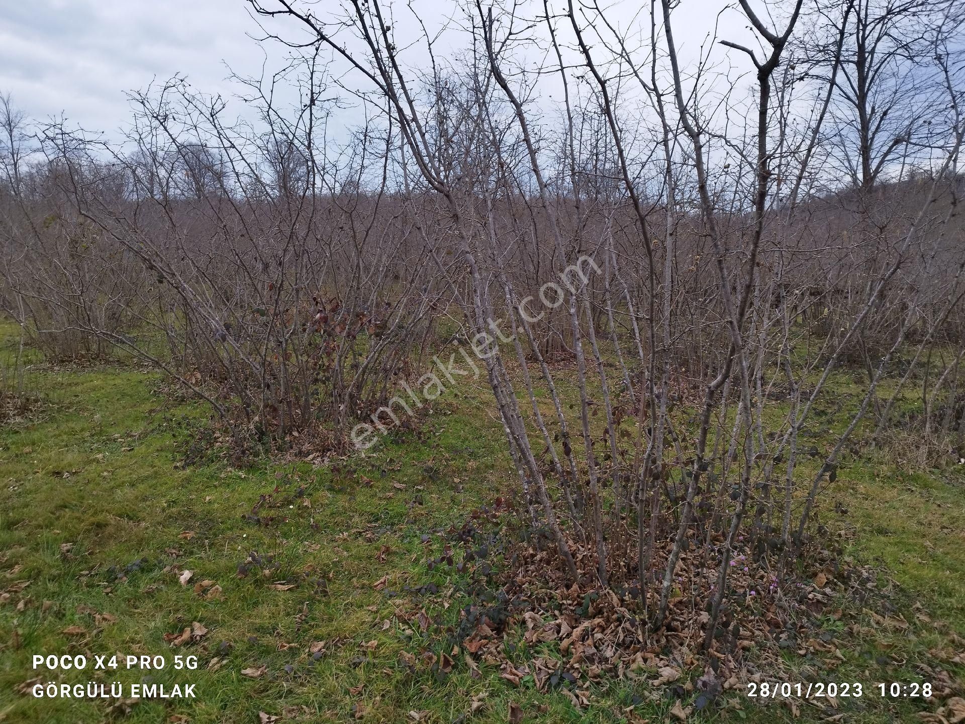 Emlakçıdan Samsun Terme Mescitli Mahallesi Satılık Tarla 755,000 TL ...