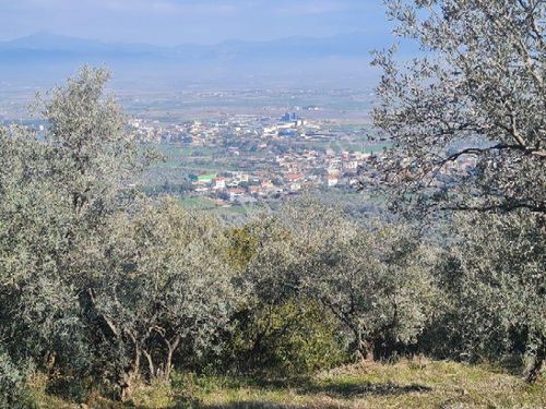 İzmir Satılık Zeytinlik İlanları ve Fiyatları